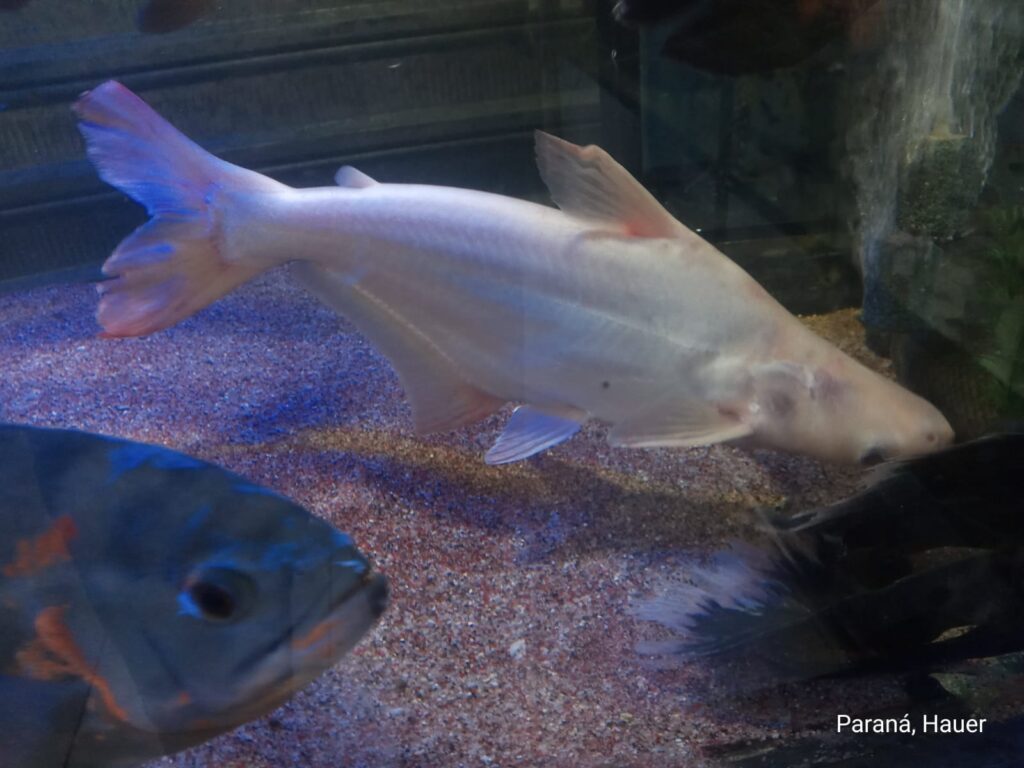 Pangasius Albino 30-40cm - Aqua Stuchi Peixes Ornamentais